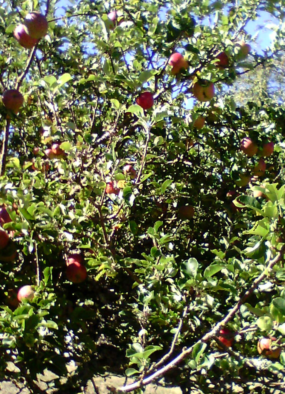 ZEN ZINGER | chocofigbee